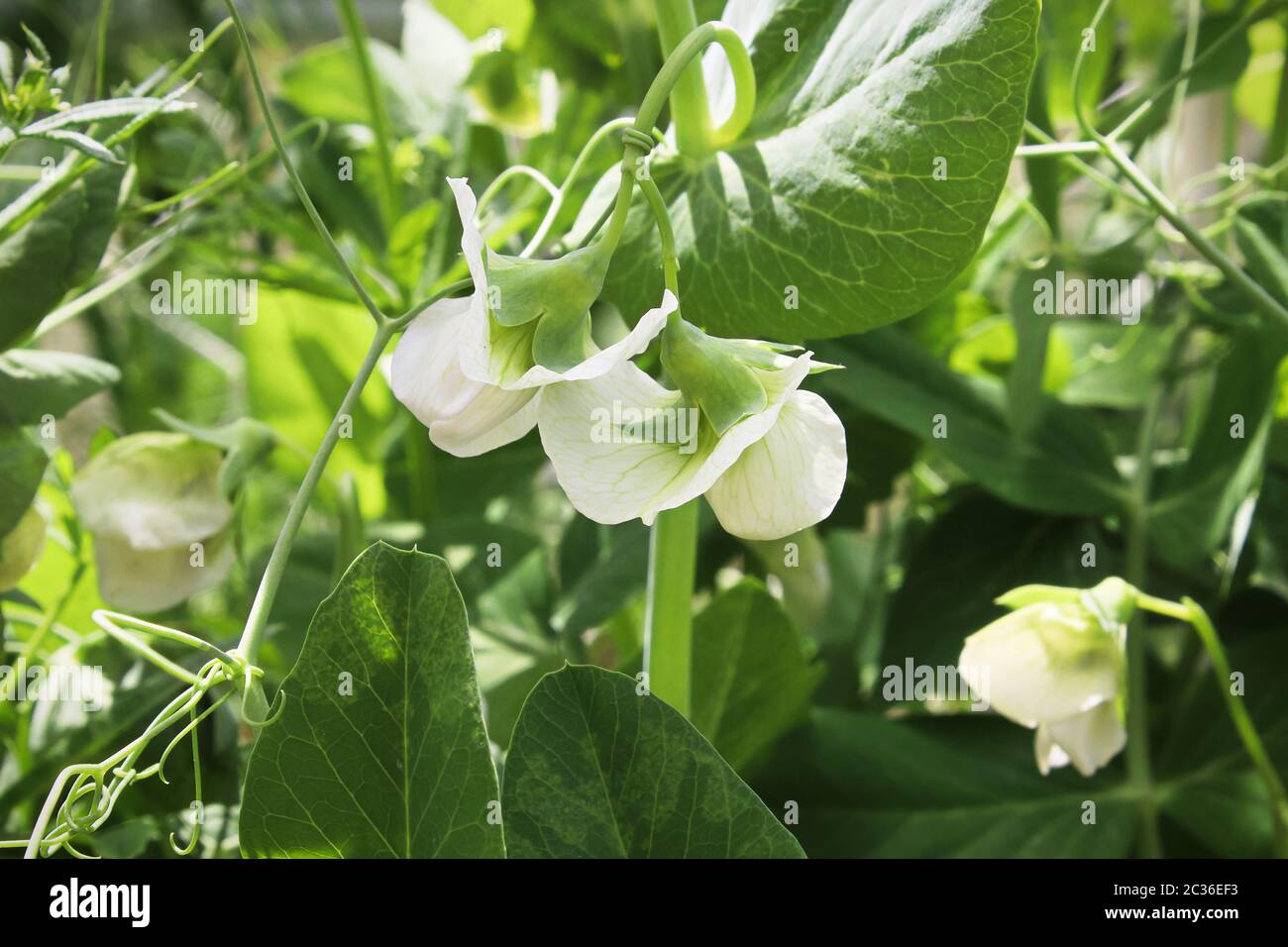 Urban pea patch hi-res stock photography and images - Alamy