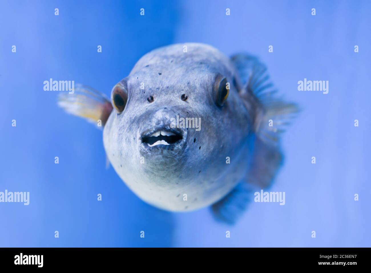 Fugu fish as nature underwater sea life Stock Photo - Alamy