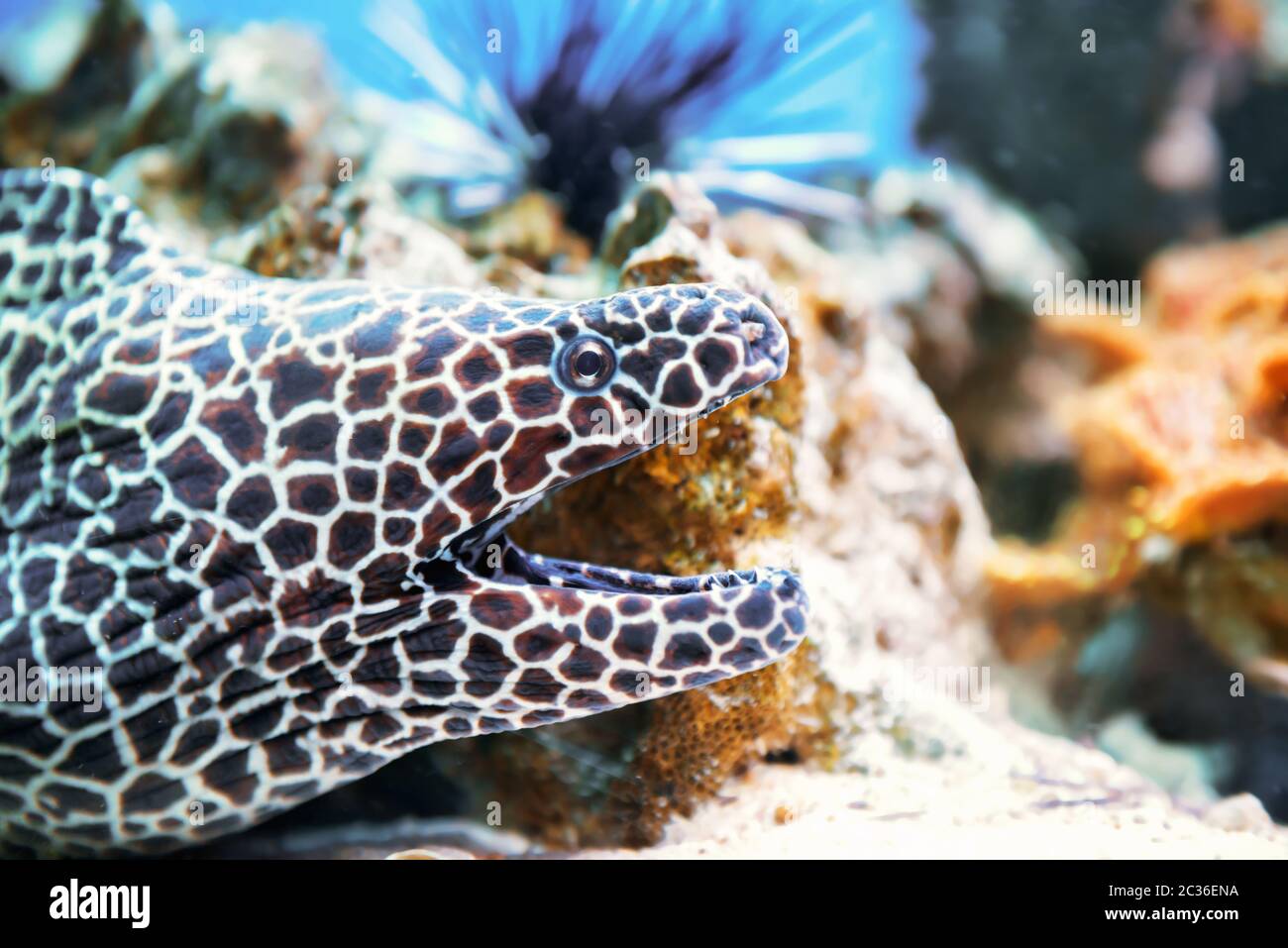 Yellow black moray eel hi-res stock photography and images - Alamy