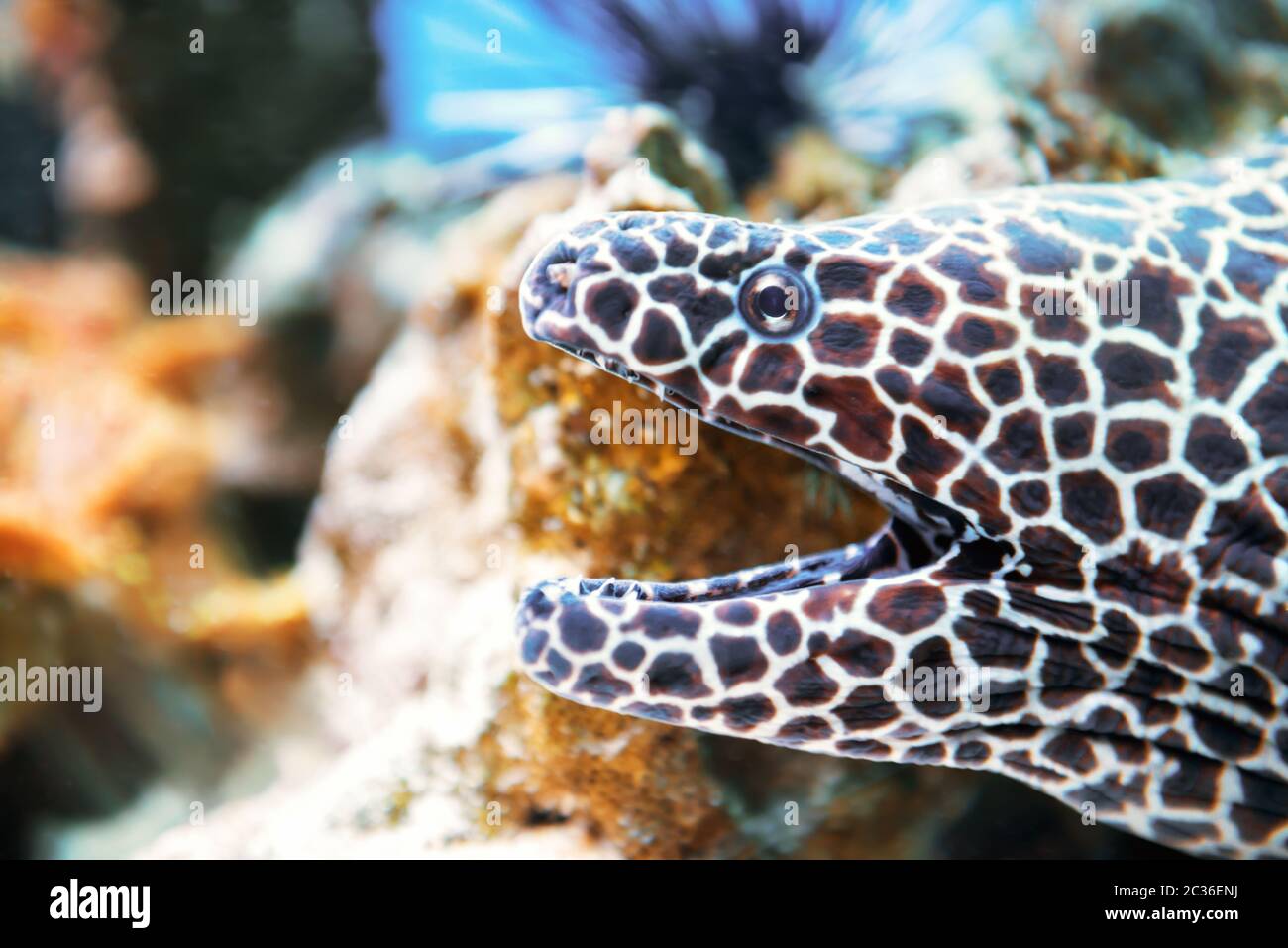 Coral reef snake hi-res stock photography and images - Alamy