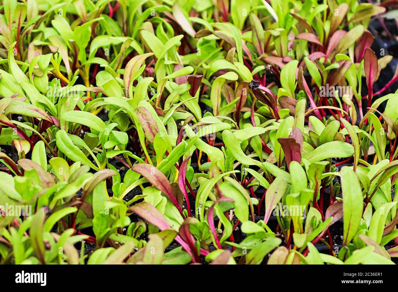 Closeup of colorful swiss chard microgreens sprouting Stock Photo - Alamy