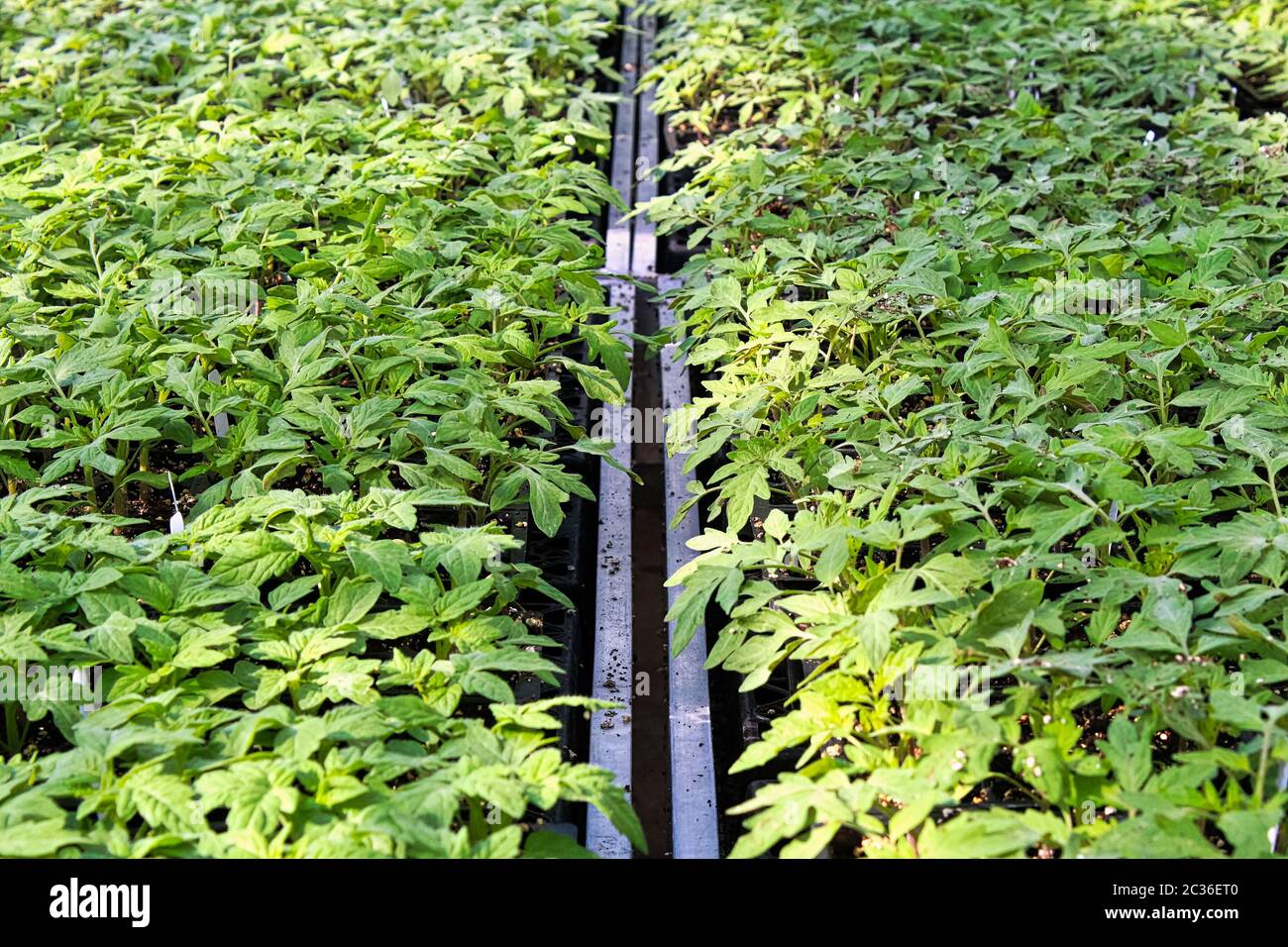 Two tables of tomato seedlings growing in a greenhouse Stock Photo - Alamy
