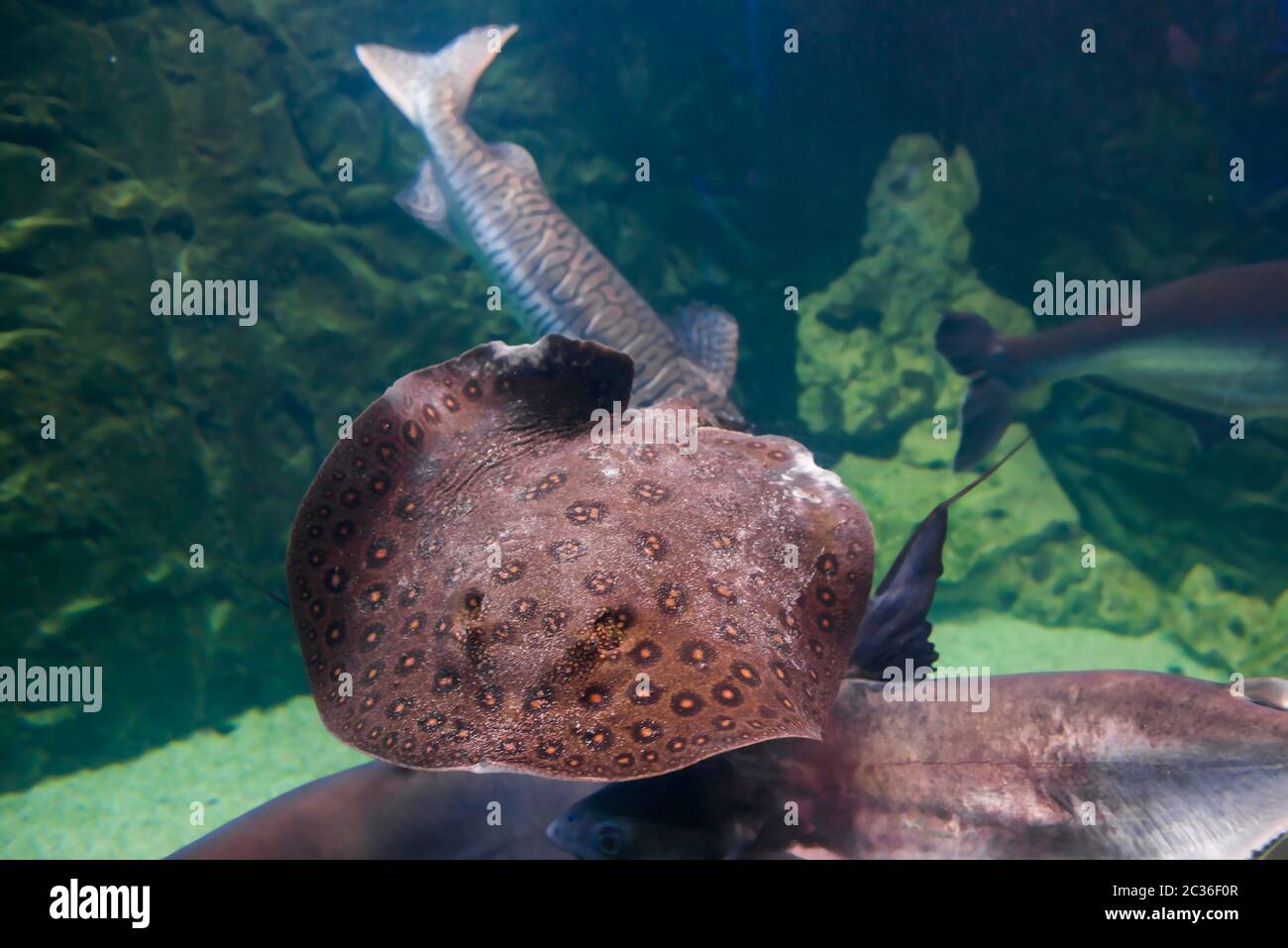 Tropical round ribbontail ray fish Stock Photo - Alamy