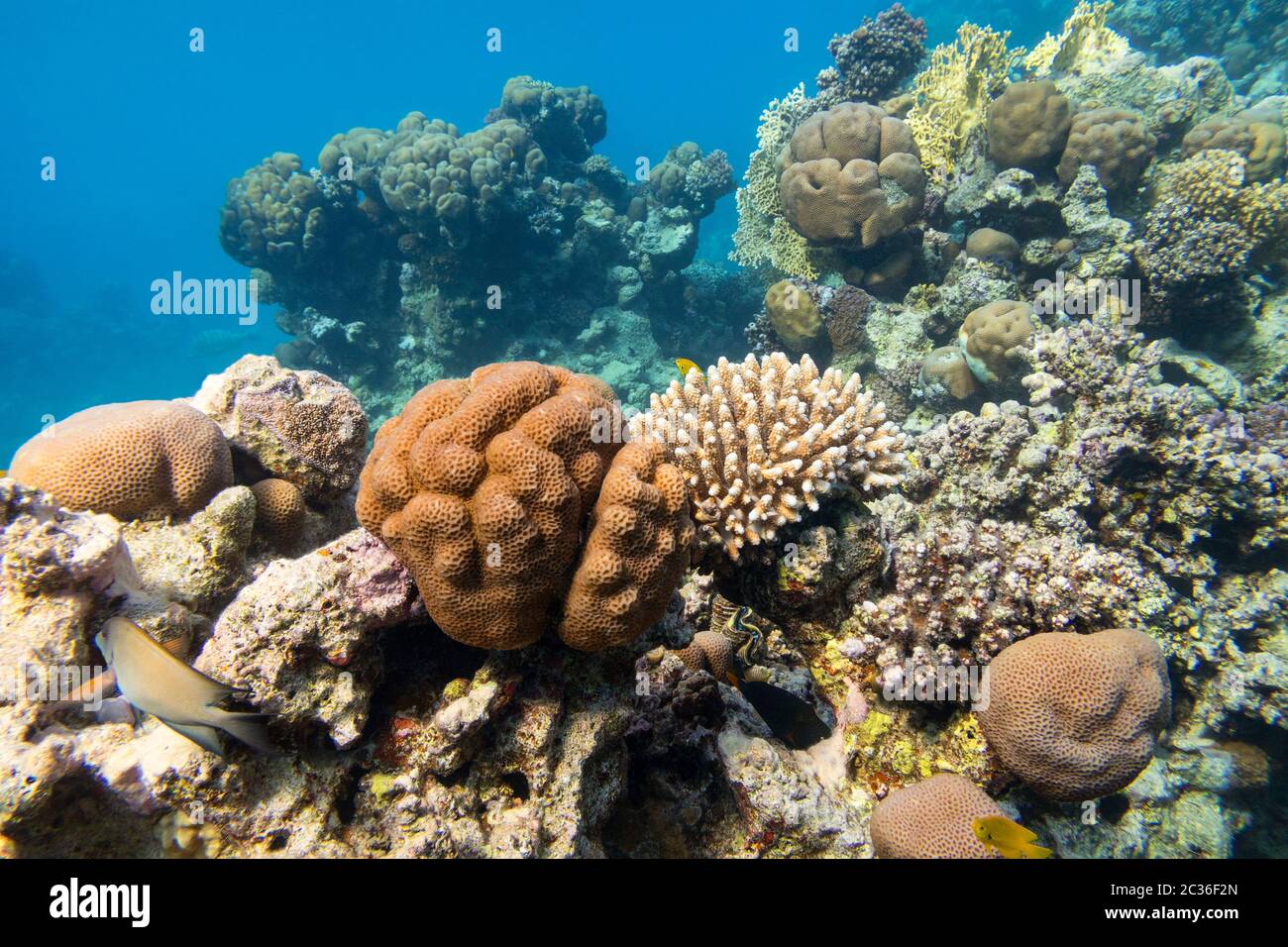 Colorful coral reef at the bottom of tropical sea, great Favites abdita ...