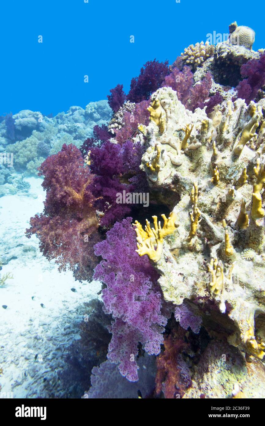 Colorful coral reef on the bottom of tropical sea, soft coral violet ...