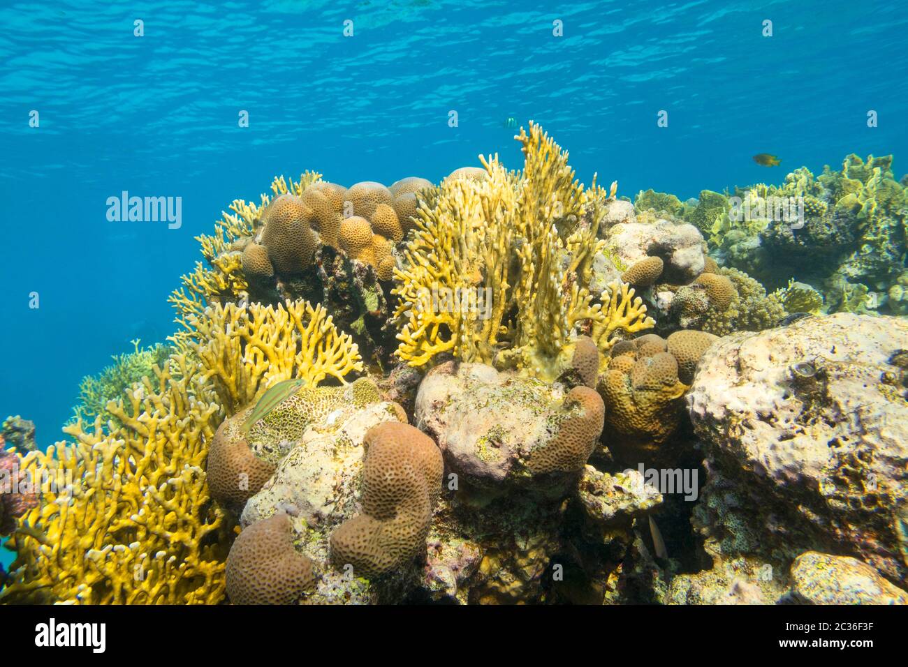 Colorful coral reef at the bottom of tropical sea, hard corals, yellow ...