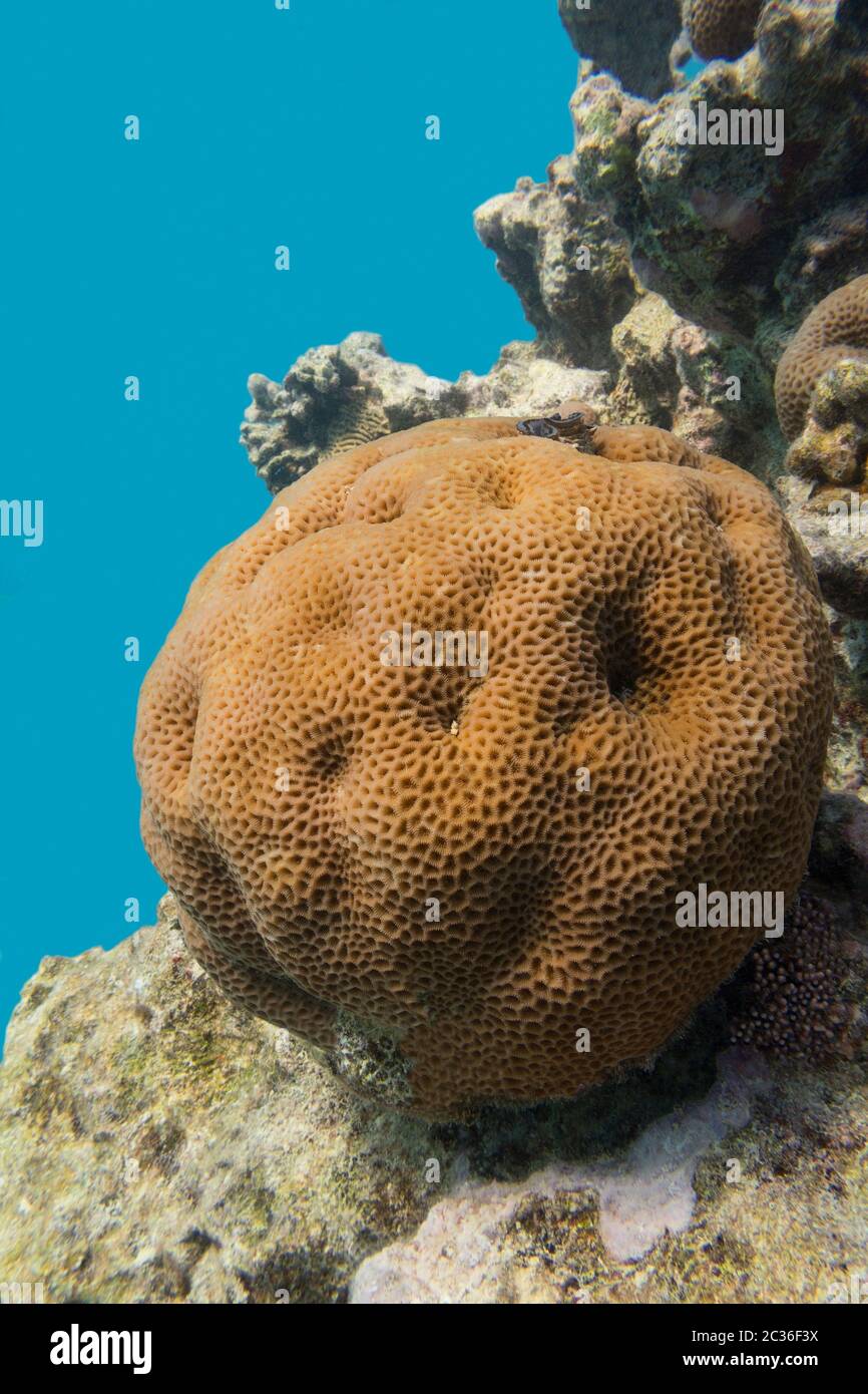 Colorful coral reef at the bottom of tropical sea, great Favites abdita ...