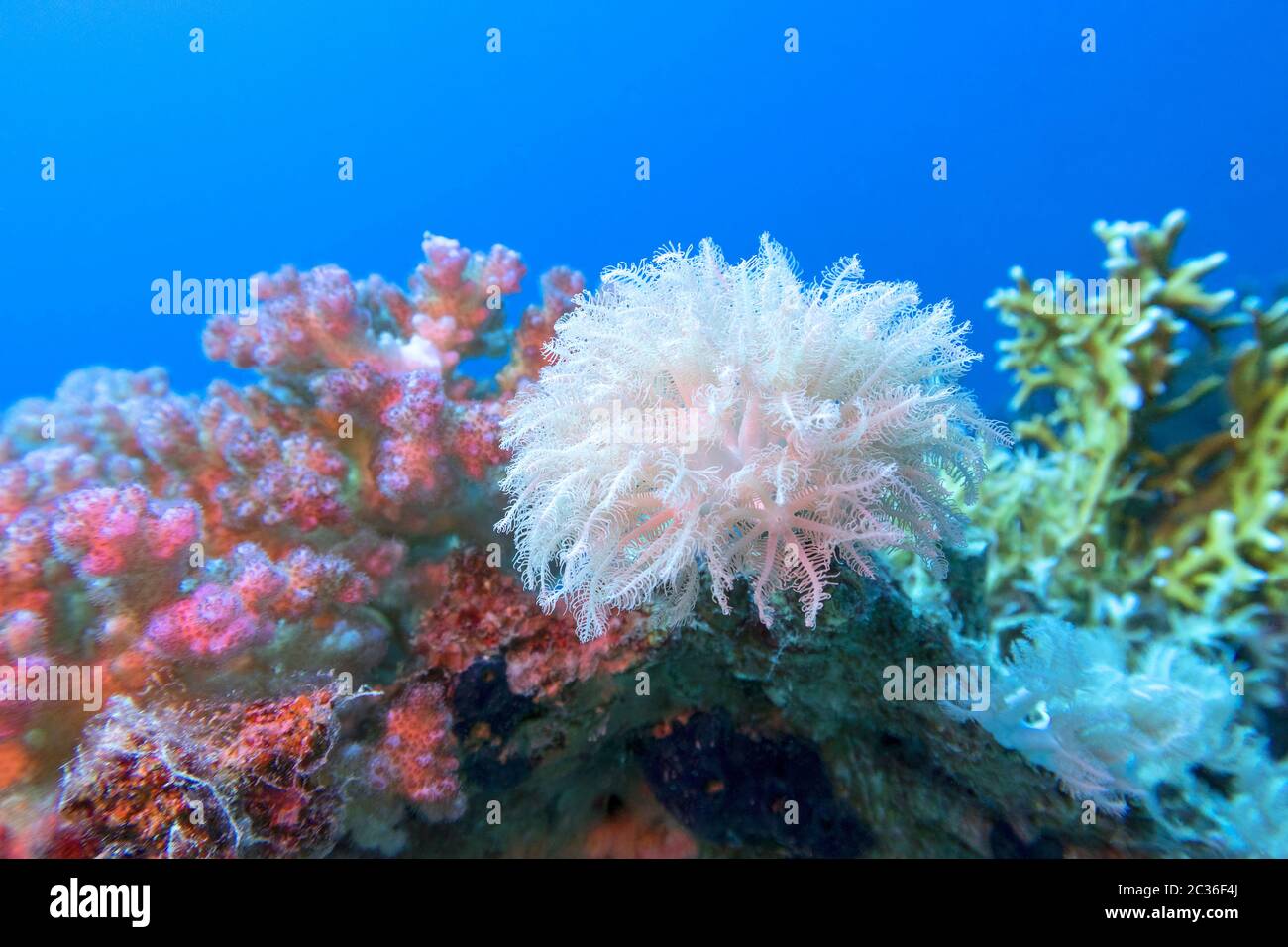 Colorful coral reef at the bottom of tropical sea, white pulsing polyp ...