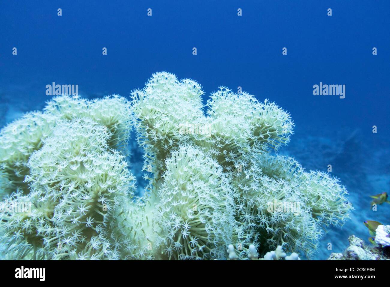 Sessile xenia coral hi-res stock photography and images - Alamy