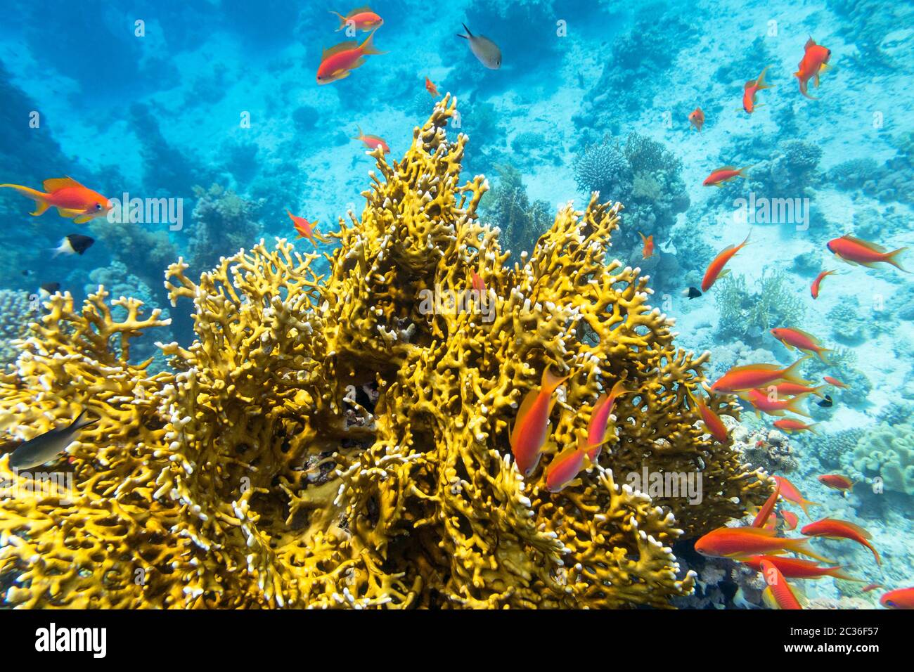 Colorful coral reef at the bottom of tropical sea, yellow fire coral ...