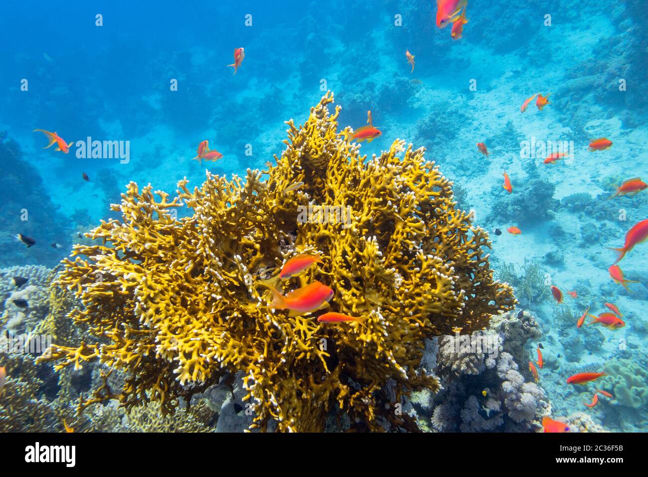 Colorful coral reef at the bottom of tropical sea, yellow fire coral ...