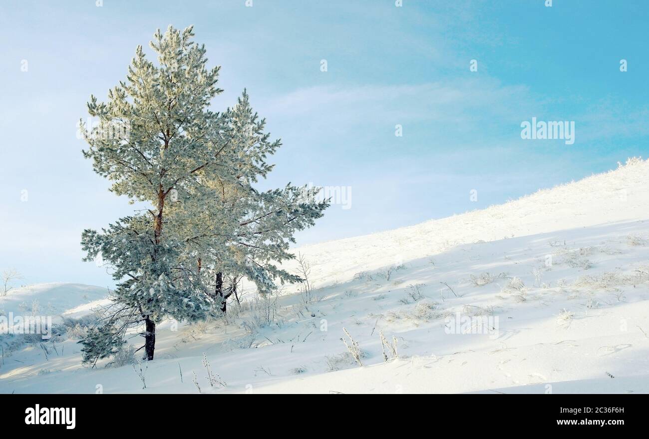 Lone tree evergreen pine tree snow hi-res stock photography and images ...
