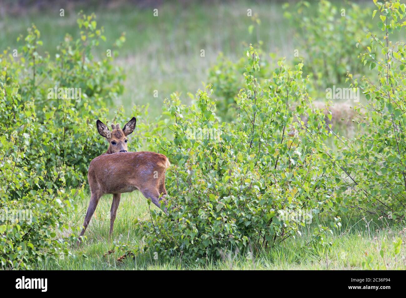 Landscape format of roe deer hi-res stock photography and images - Alamy