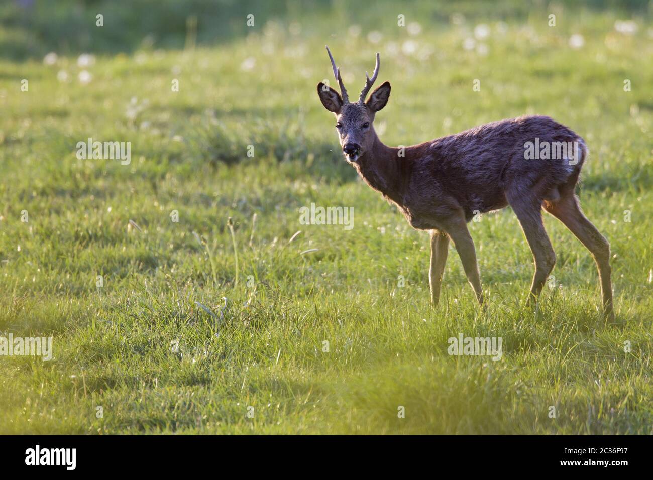 Even light across hi-res stock photography and images - Alamy