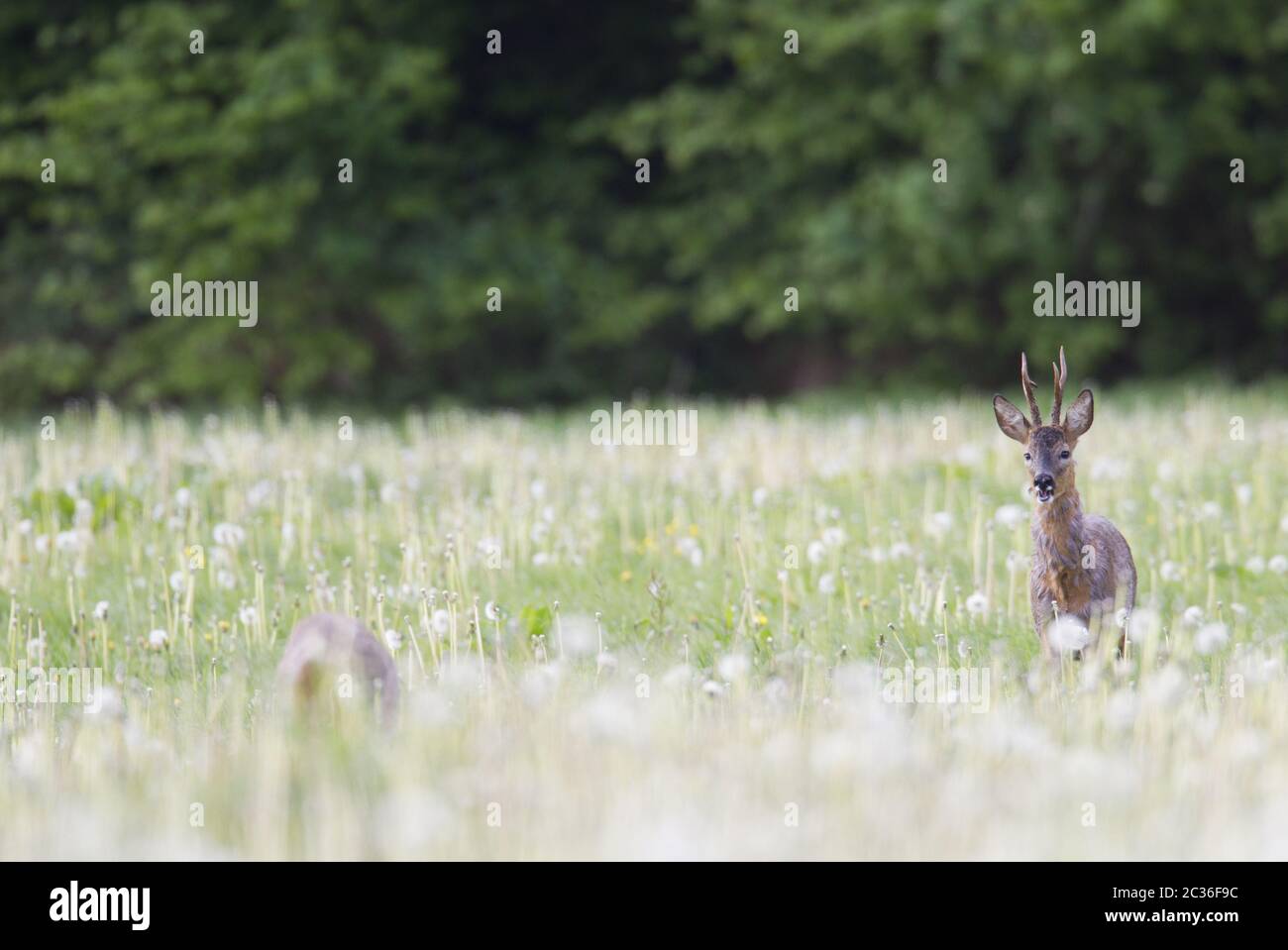 Buck tooth hi-res stock photography and images - Alamy