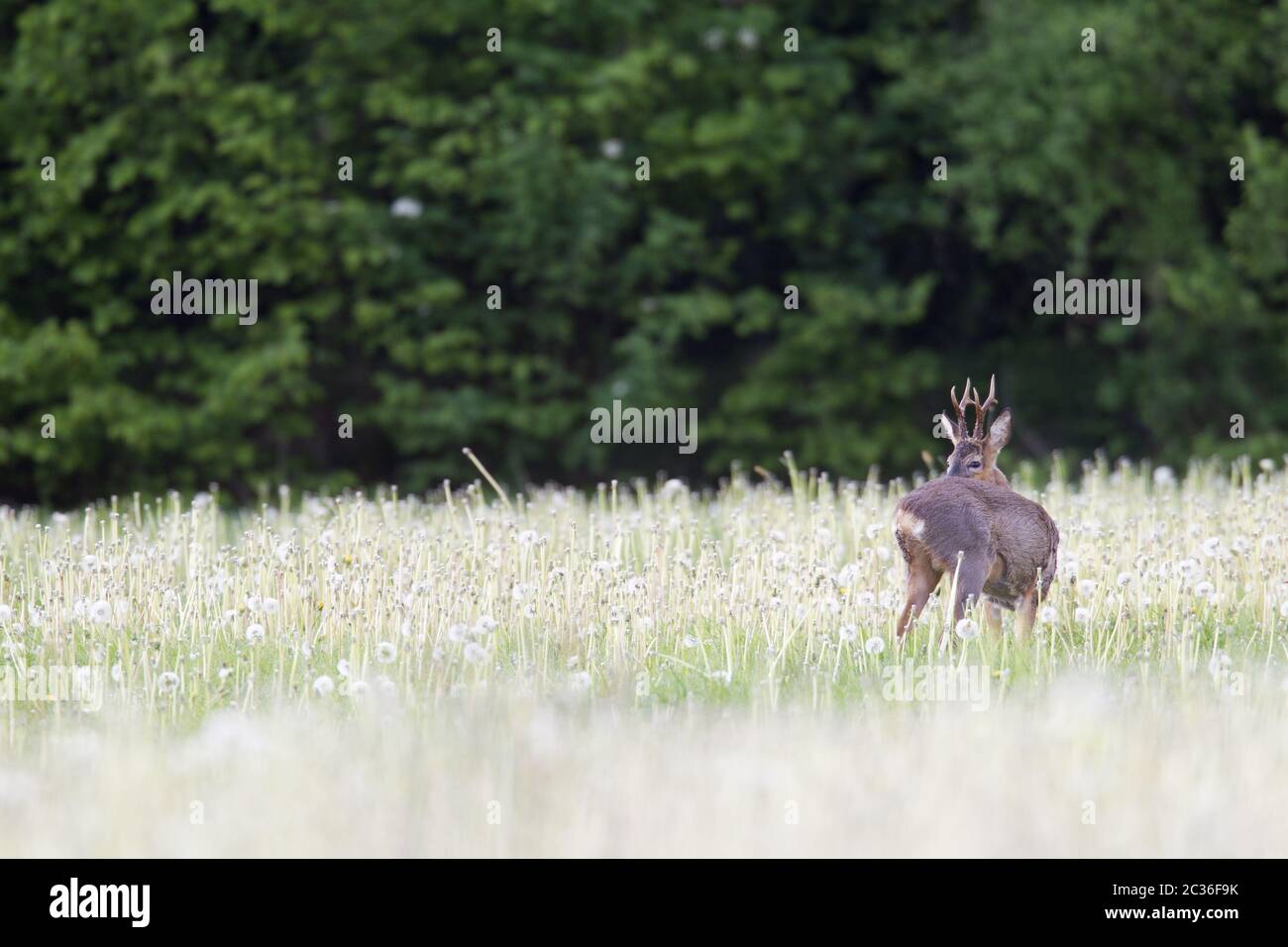 Buck tooth hi-res stock photography and images - Alamy