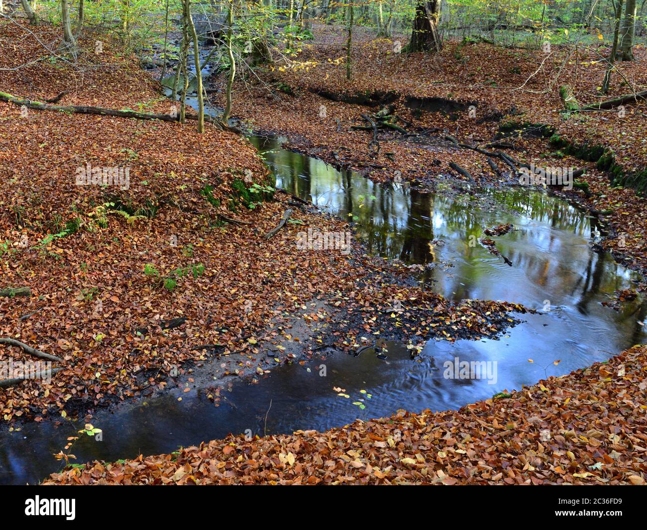 Brook in autumn Stock Photo - Alamy
