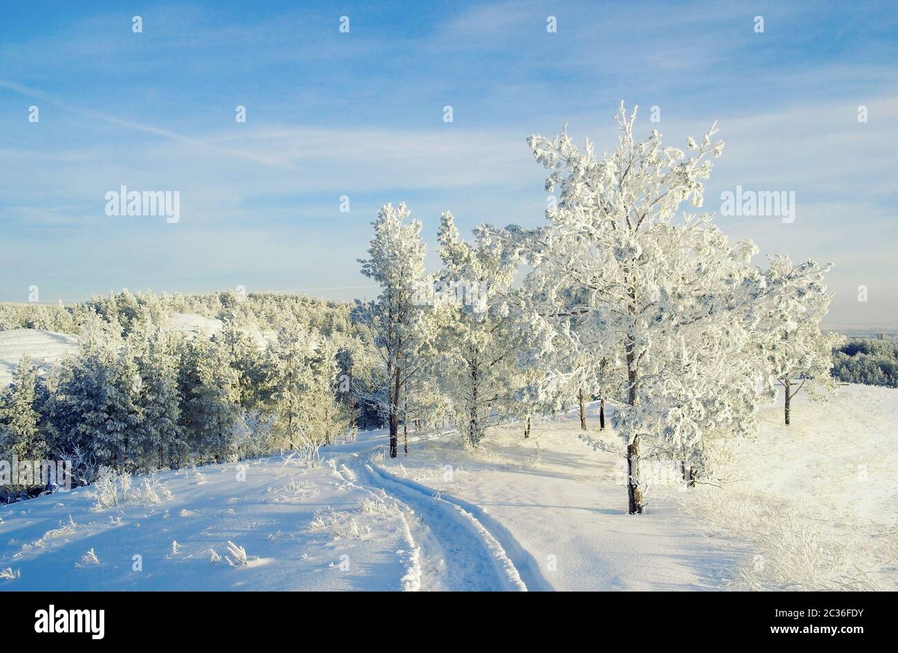 Evening winter landscape with pines on the hill Stock Photo - Alamy