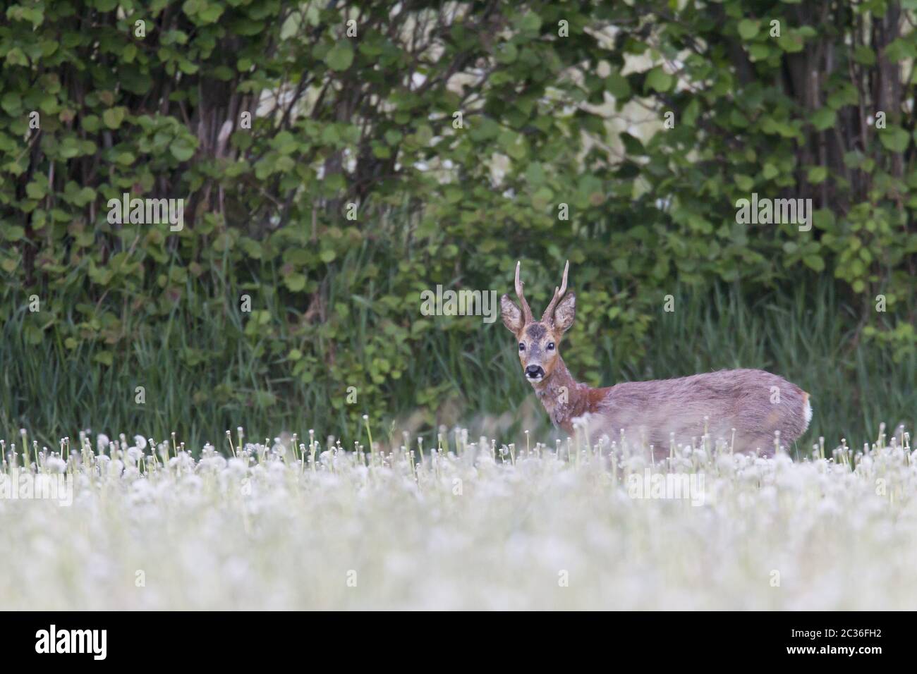 Buck tooth hi-res stock photography and images - Alamy