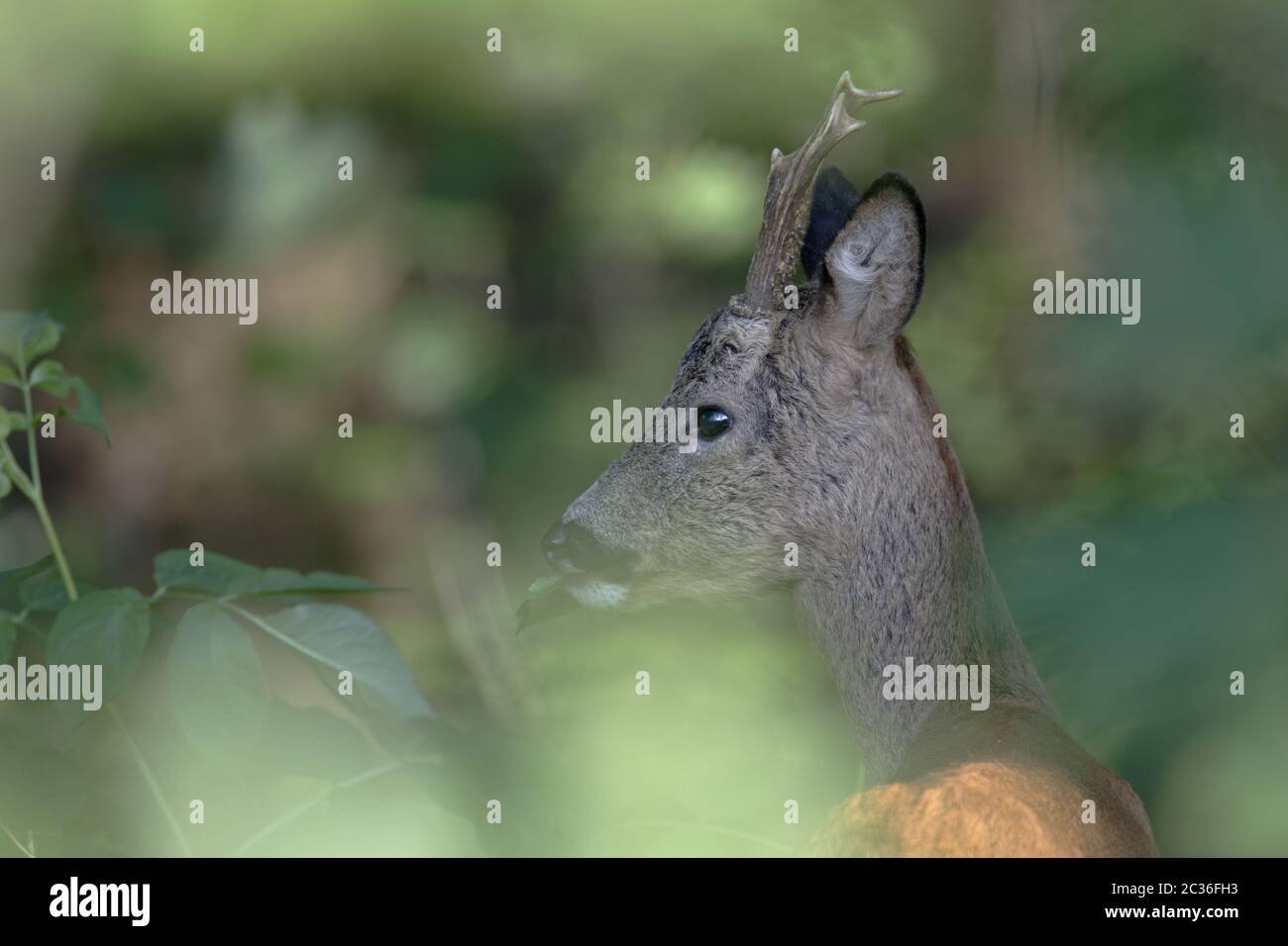 Roe Deer buck stands in a thicket at forest edge Stock Photo - Alamy