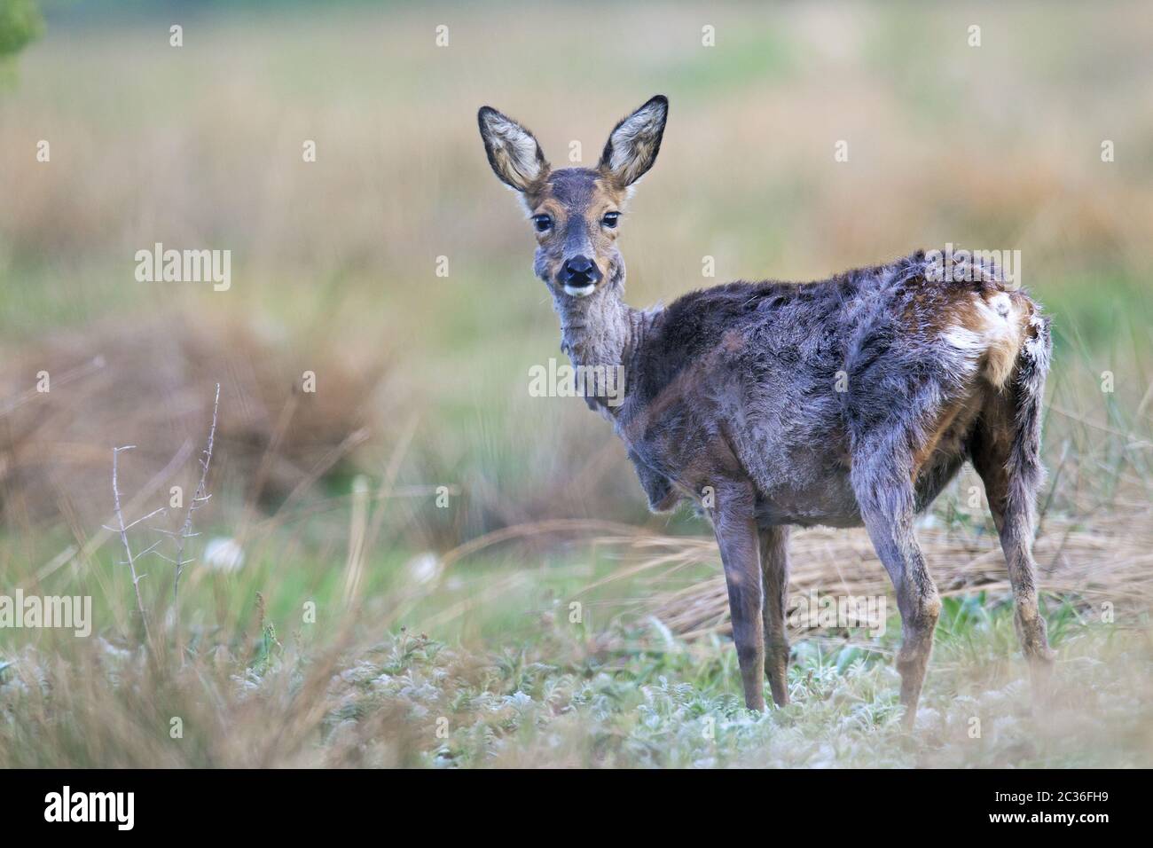 European Roe Deer doe shed fur Stock Photo - Alamy