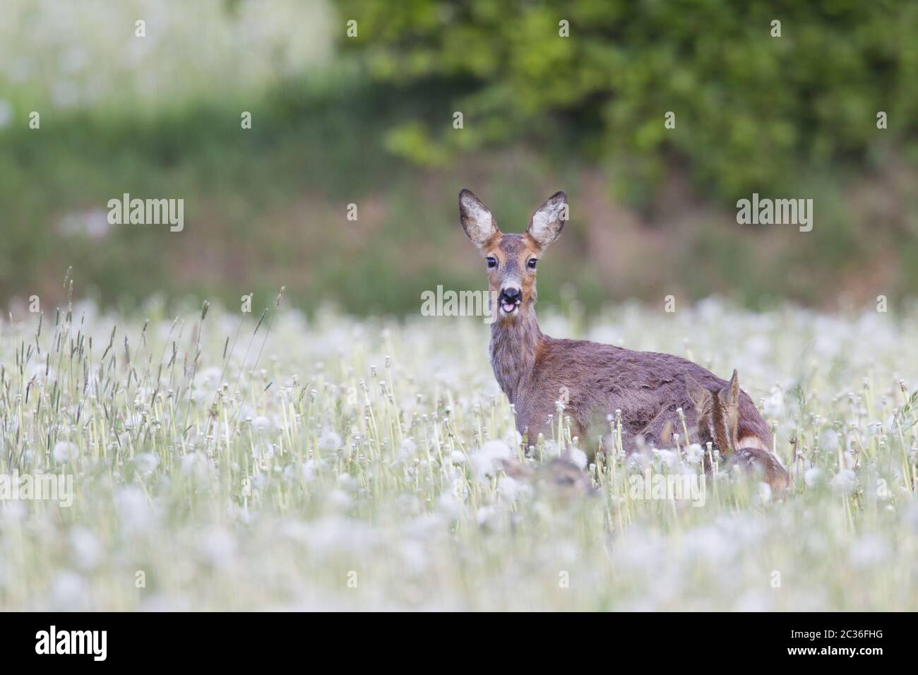 Roe Deer doe and fawns stand on a meadow and observe alert the ...