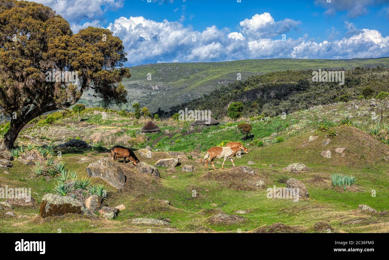 beautiful landscape of the Ethiopian Bale Mountains National Park ...