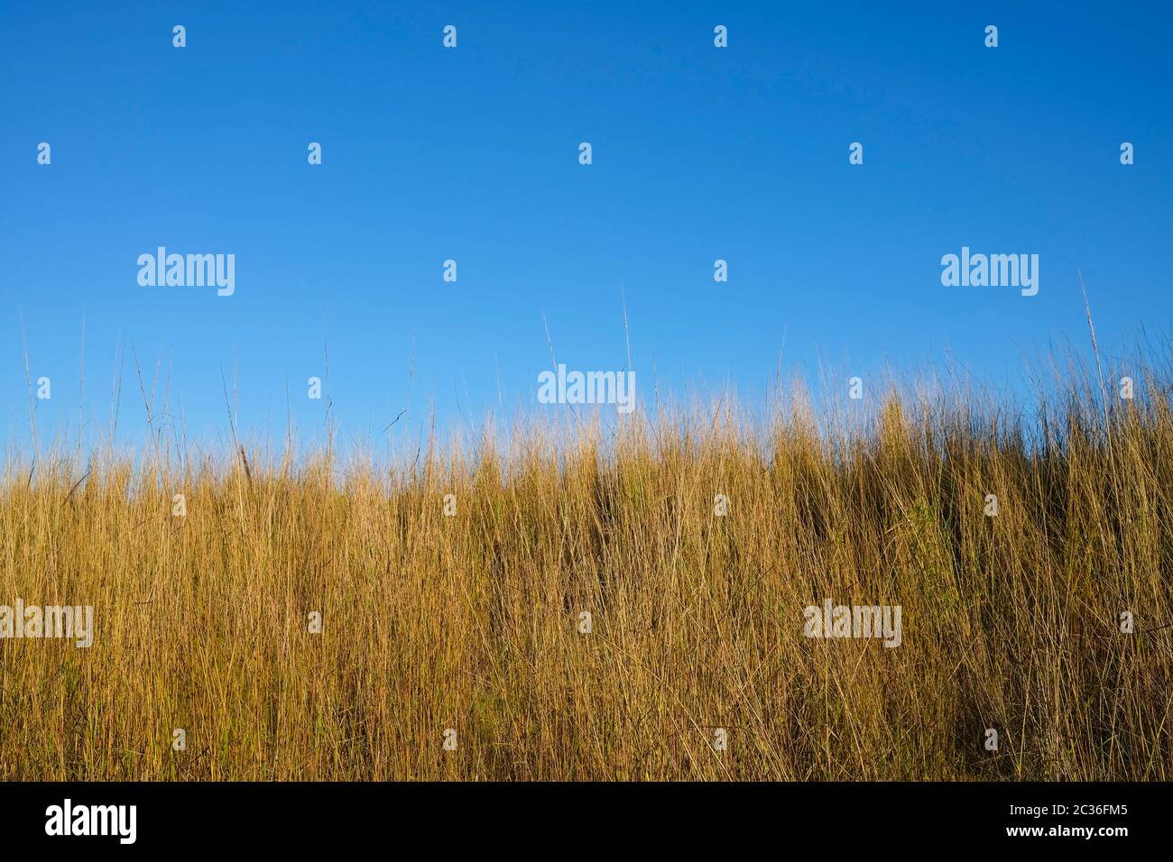 Dry wild grass hi-res stock photography and images - Alamy