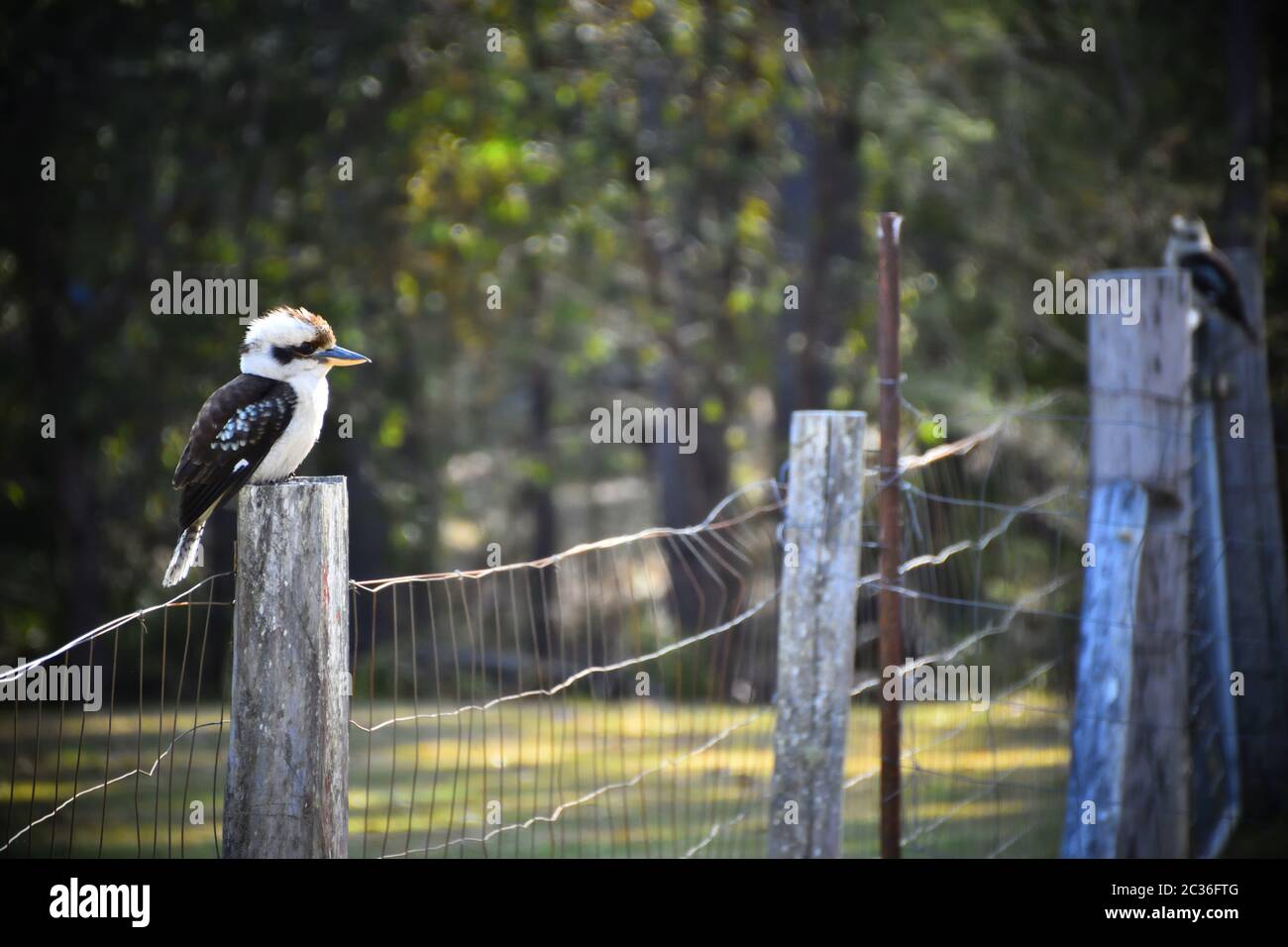 A kookaburra sitting on a wire fence Stock Photo - Alamy