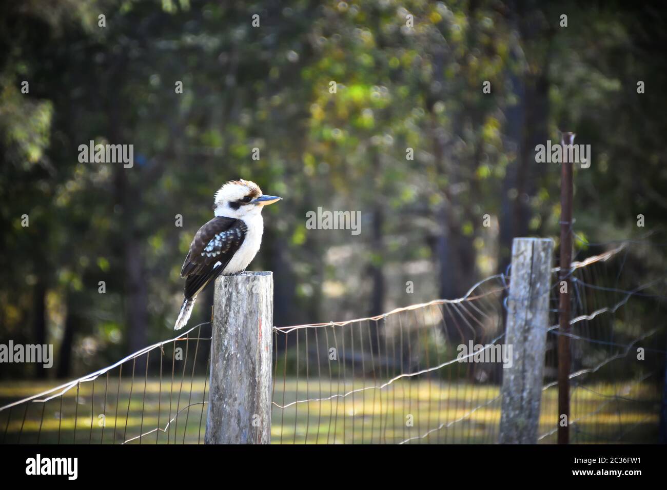 Kookaburra on a fence hi-res stock photography and images - Alamy