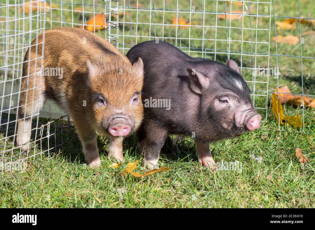 Two little vietnamese pigs in the cage Stock Photo - Alamy
