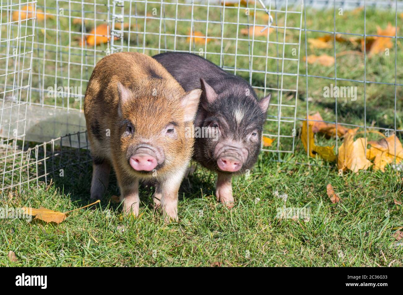 Two little vietnamese pigs in the cage Stock Photo - Alamy