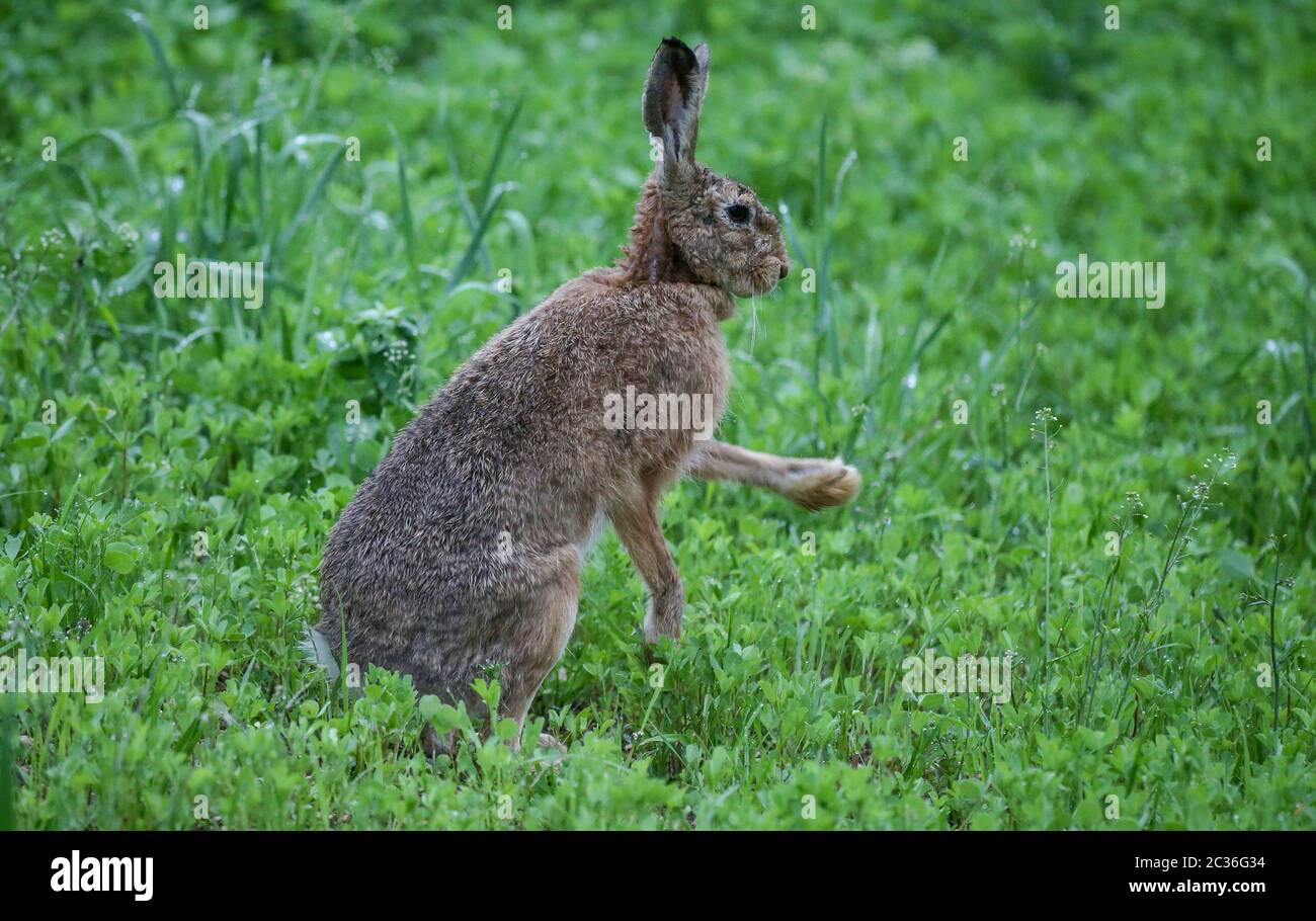 Quickly legs hi-res stock photography and images - Alamy