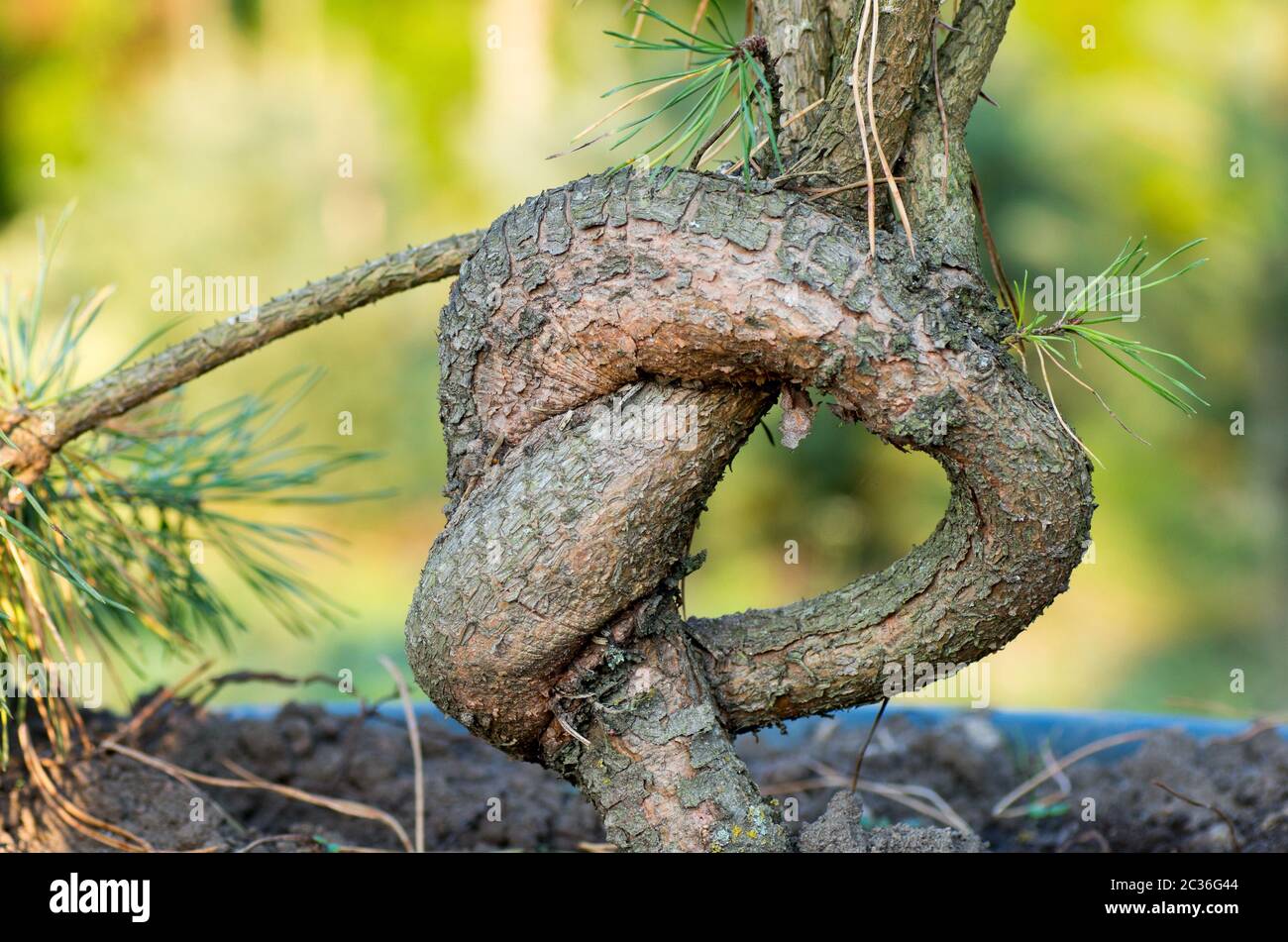 Curly pine branch hi-res stock photography and images - Alamy