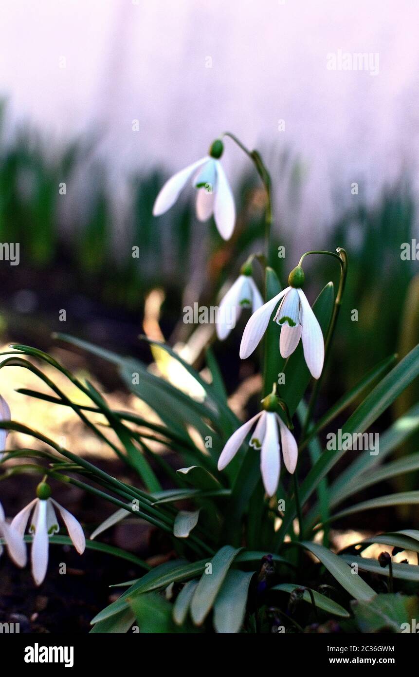 White Snowdrops as first Sign of Spring in garden in Transylvania Stock ...