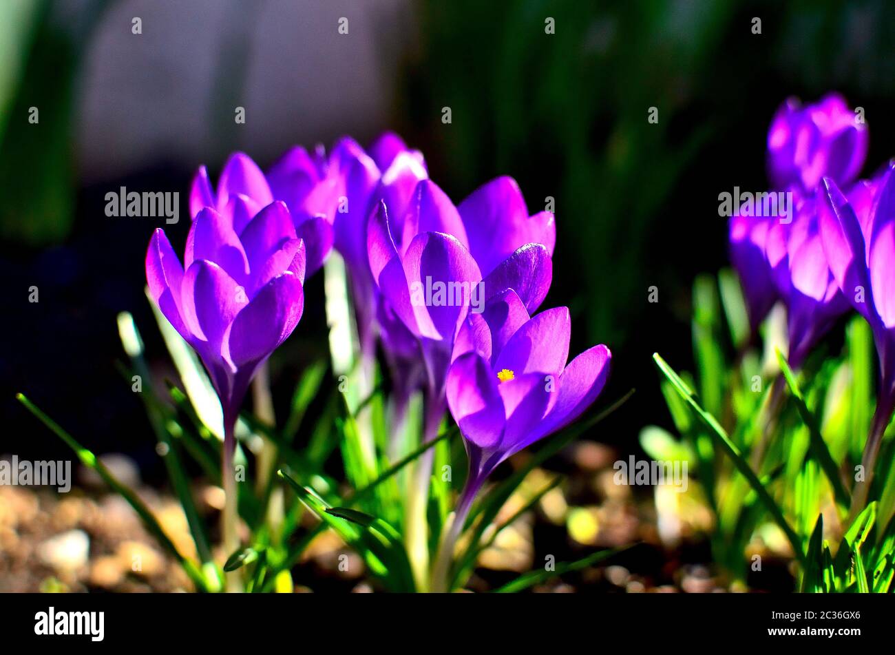 Purple Crocus Flowers as first Sign of Spring in Transylvania Stock ...