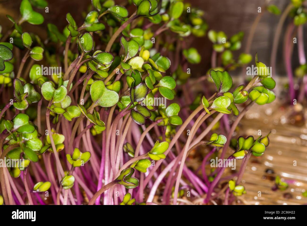Germs sprouts hi-res stock photography and images - Alamy