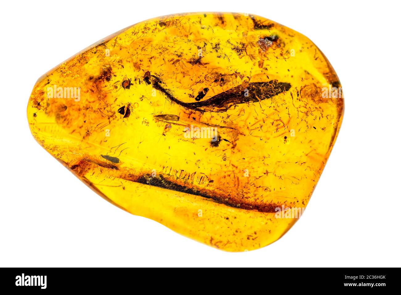 Amber with inclusions of insects in a macro Stock Photo - Alamy