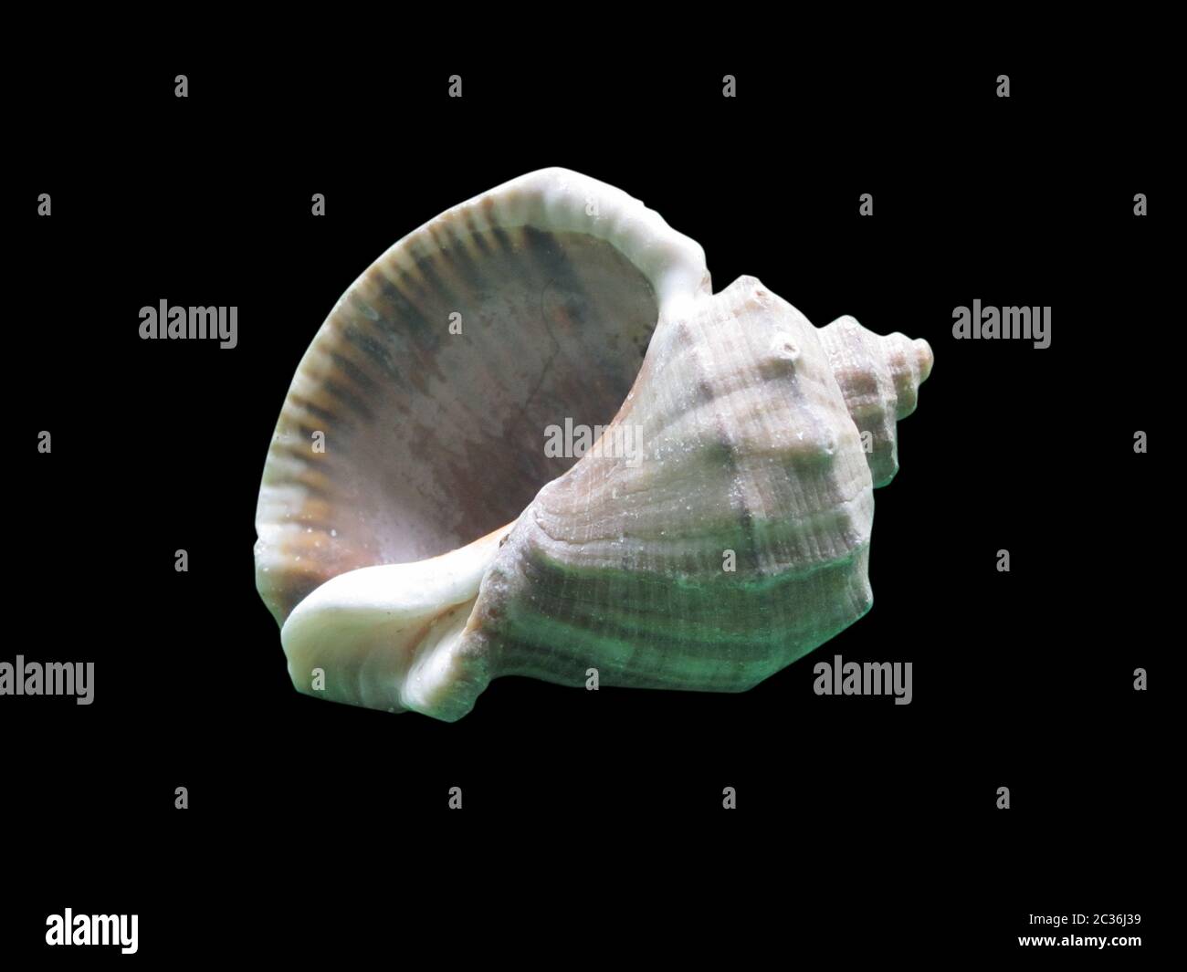 Shiny macro single seashell, isolated on black Stock Photo - Alamy