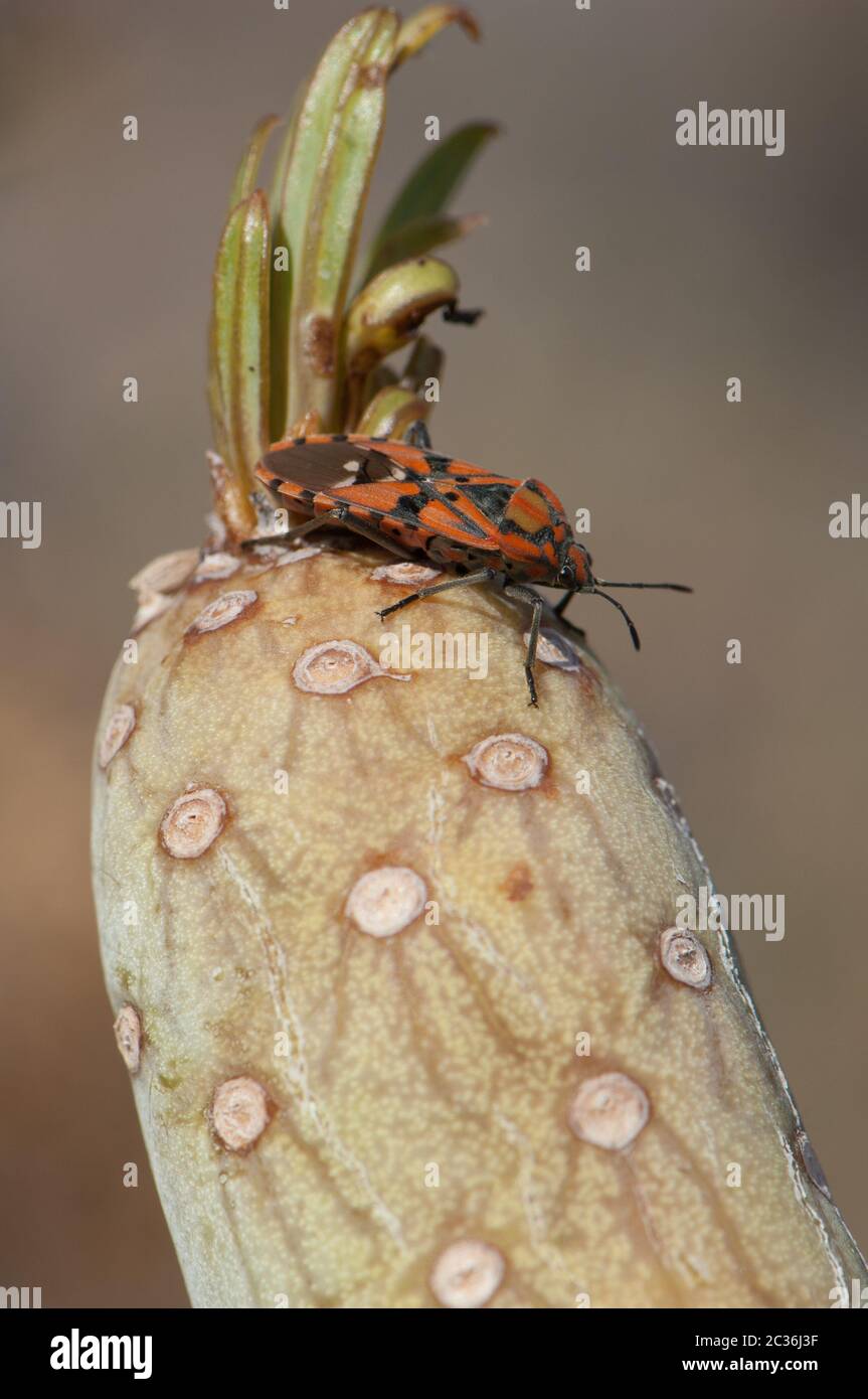 Seed bug Spilostethus pandurus on a plant Senecio kleinia. Timijiraque ...