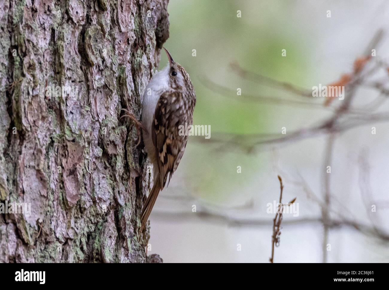 Common treecreeper (Certhia familiaris) on norwegian spruce trunk in ...