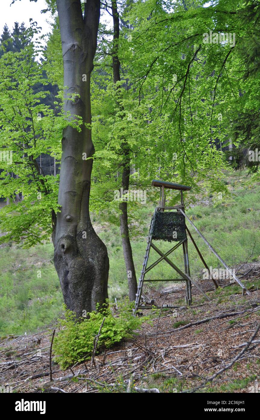 Twing branch hi-res stock photography and images - Alamy