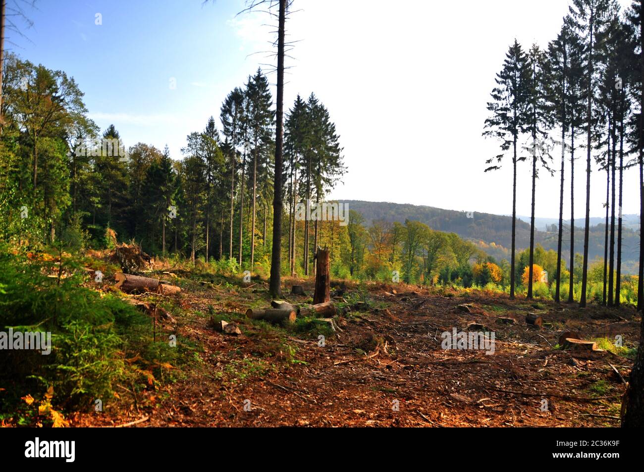 Twing branch hi-res stock photography and images - Alamy