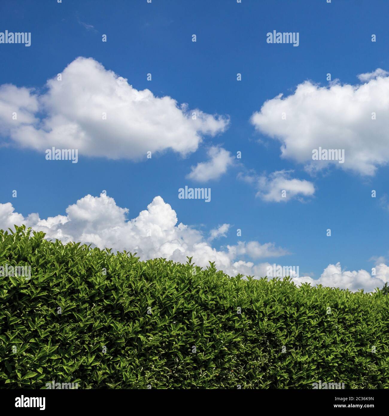 Hedge cloud pruning hi-res stock photography and images - Alamy