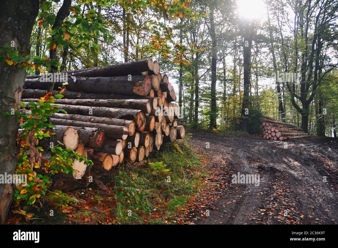 Fer forest hi-res stock photography and images - Alamy Fer forest hi-res stock photography and images - Alamy