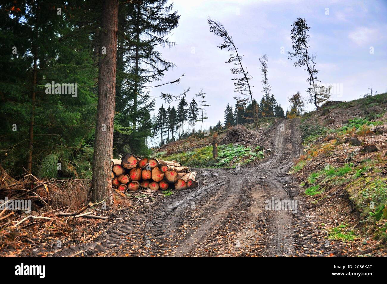 Twing branch hi-res stock photography and images - Alamy
