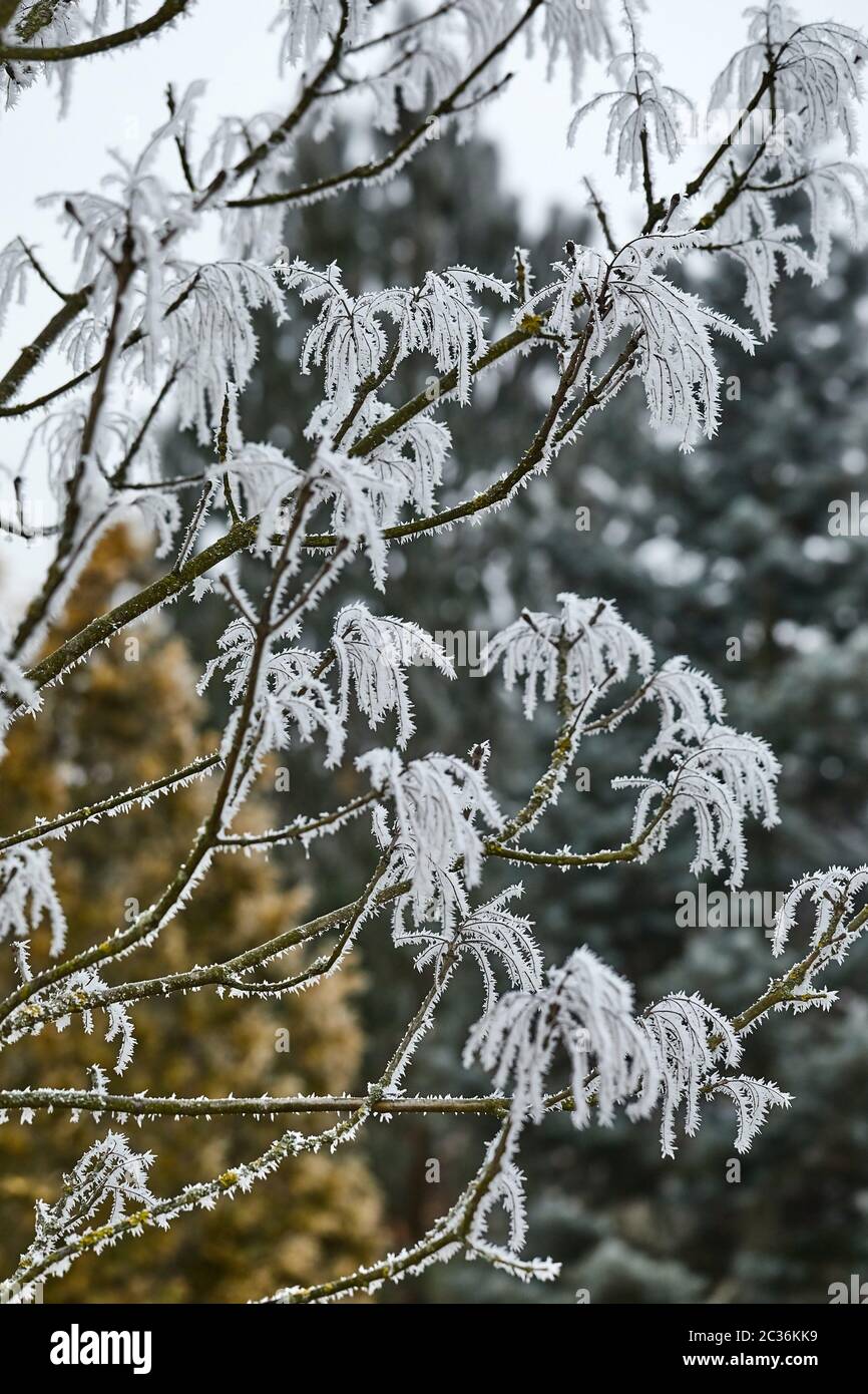 Frozen, icy branches of a tree Stock Photo - Alamy