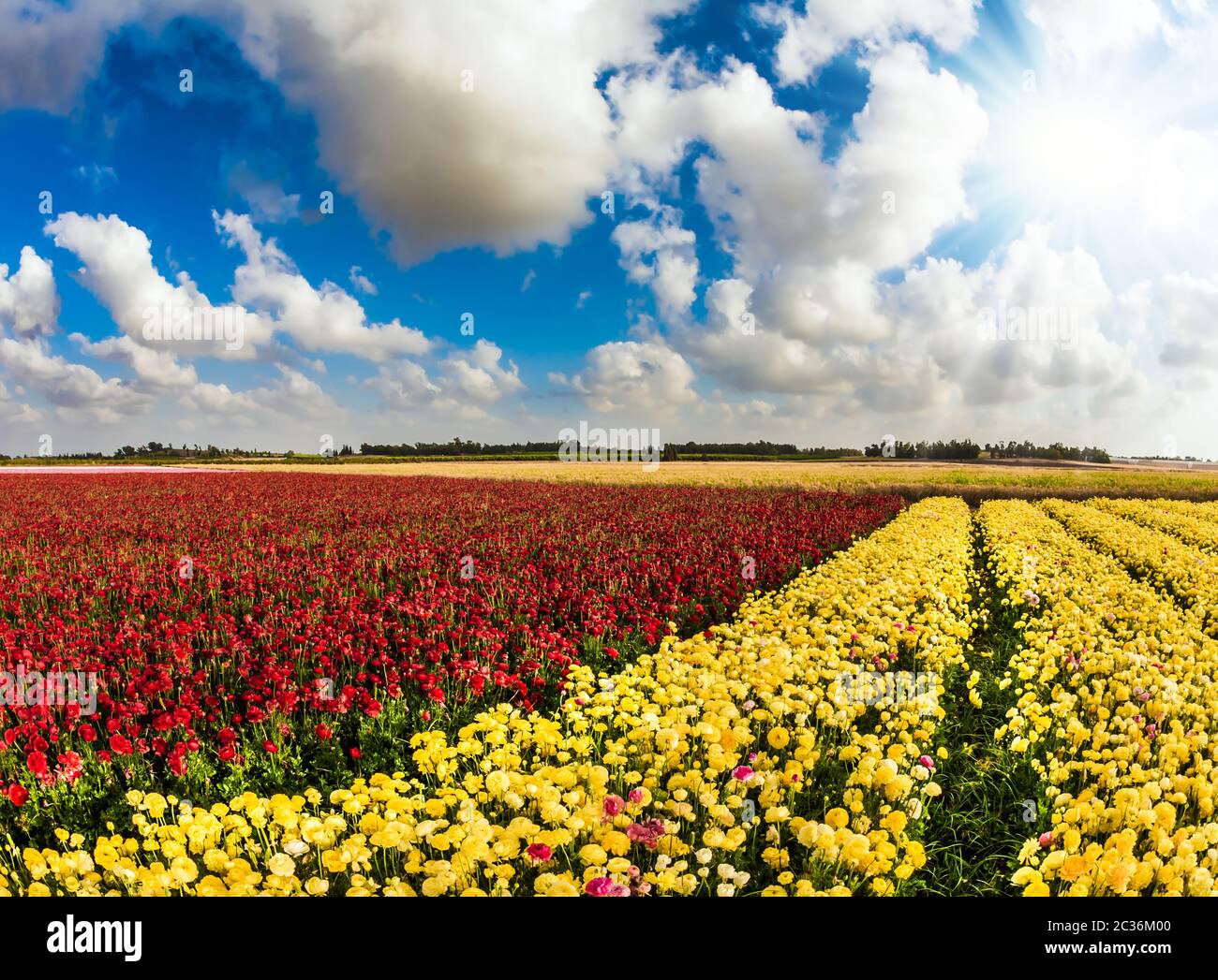 Field of flowers Stock Photo - Alamy