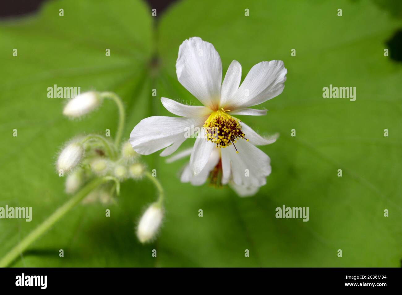 macro from Common lime tree blossom Stock Photo - Alamy