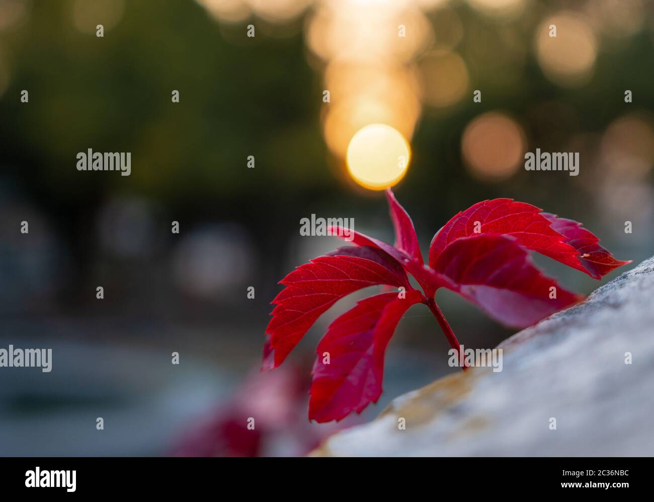 Red leaf at autumn at sunset. Fall scene. Beautiful Autumnal park ...